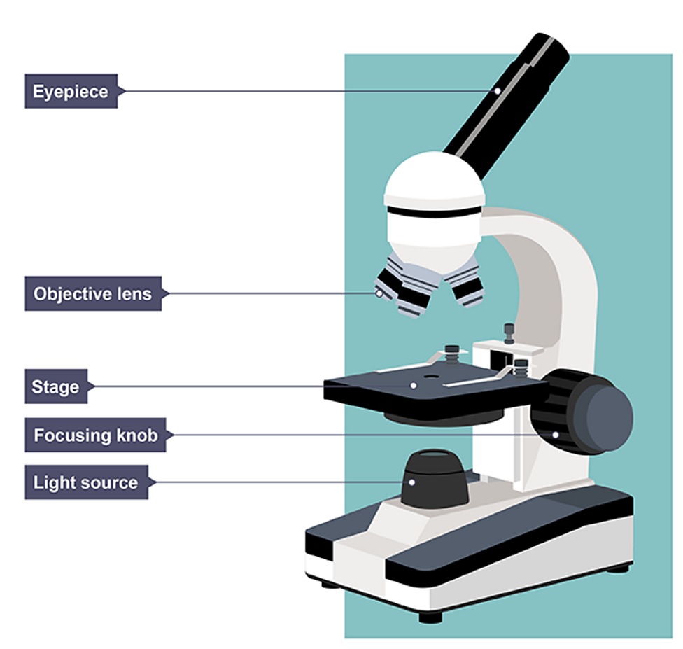 What is microscopy, size and magnification in GCSE Biology? - BBC Bitesize