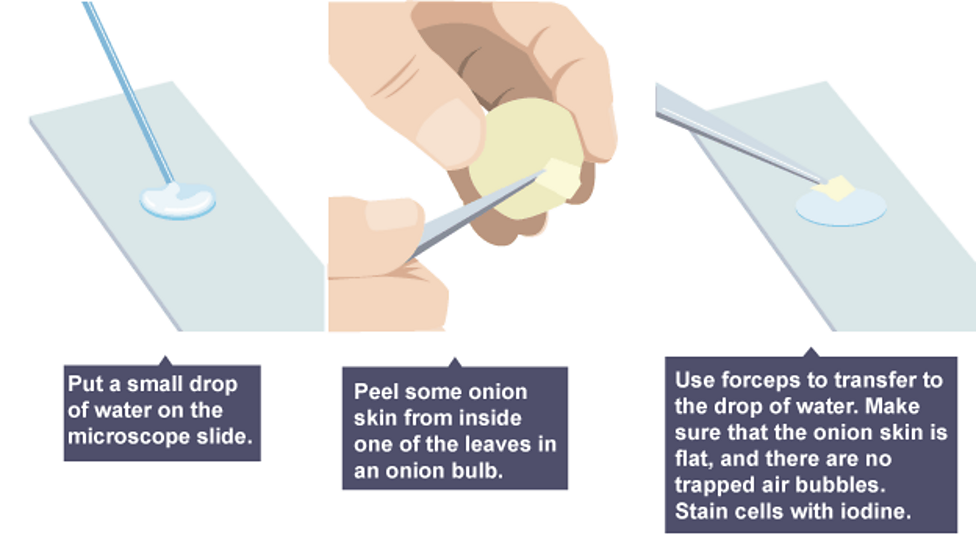 What is microscopy, size and magnification in GCSE Biology? - BBC Bitesize