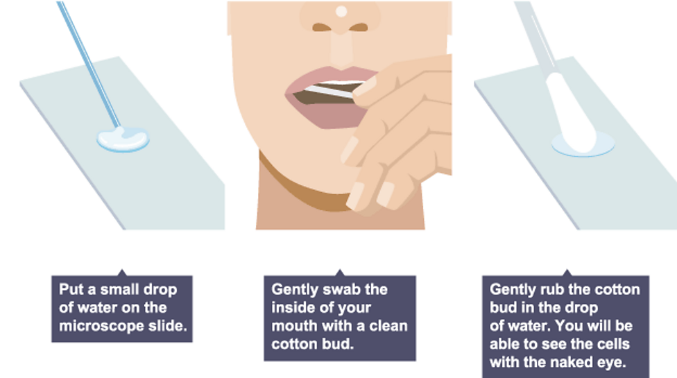 What is microscopy, size and magnification in GCSE Biology? - BBC Bitesize