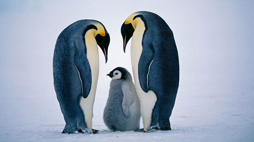 Meet the animals that live in the most extreme environments - BBC Bitesize