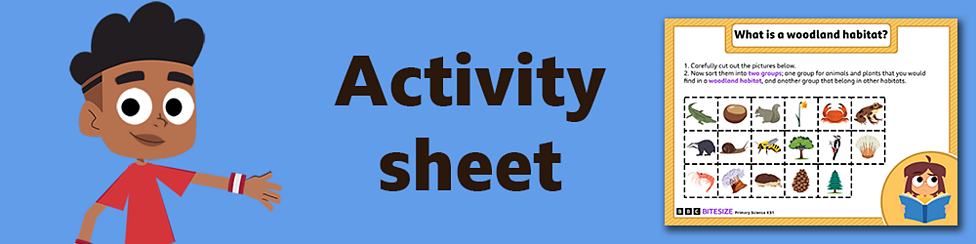 What is a woodland habitat? - KS1 Science curriculum - BBC Bitesize