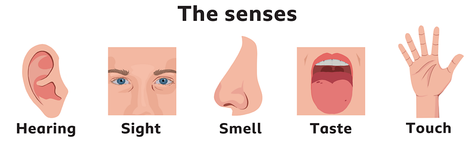 What are the senses? - KS1 Science curriculum - BBC Bitesize