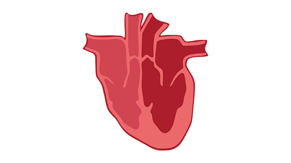 What are the parts of the human body? - KS1 Science curriculum - BBC ...