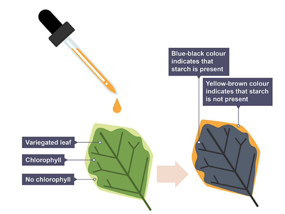 What is photosynthesis and how does it affect plants in GCSE Biology ...
