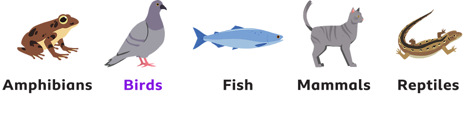 What are birds? KS1 Science curriculum - BBC Bitesize