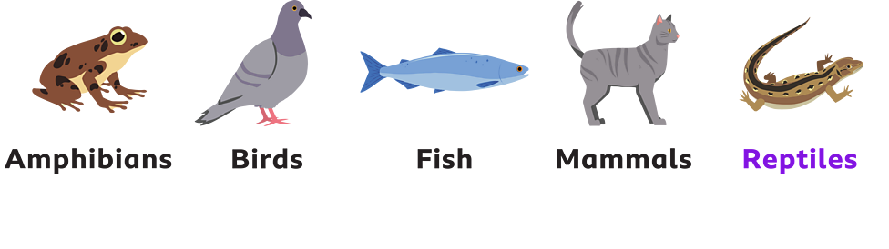 What are reptiles? KS1 Science curriculum - BBC Bitesize