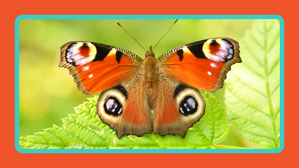 What is a life cycle? – KS2 Science curriculum - BBC Bitesize