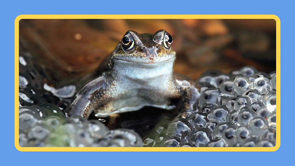 How do animals reproduce – KS2 Science curriculum - BBC Bitesize