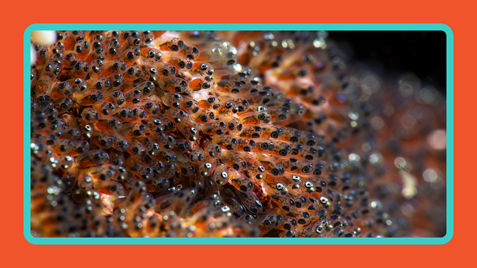 How do animals reproduce – KS2 Science curriculum - BBC Bitesize