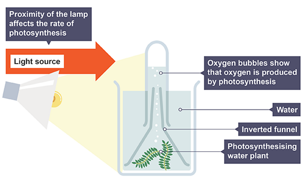 What is photosynthesis and how does it affect plants in GCSE Biology ...