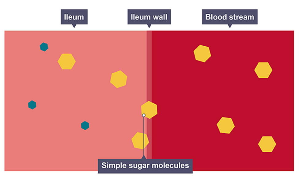What is the role of enzymes in GCSE Biology? - BBC Bitesize