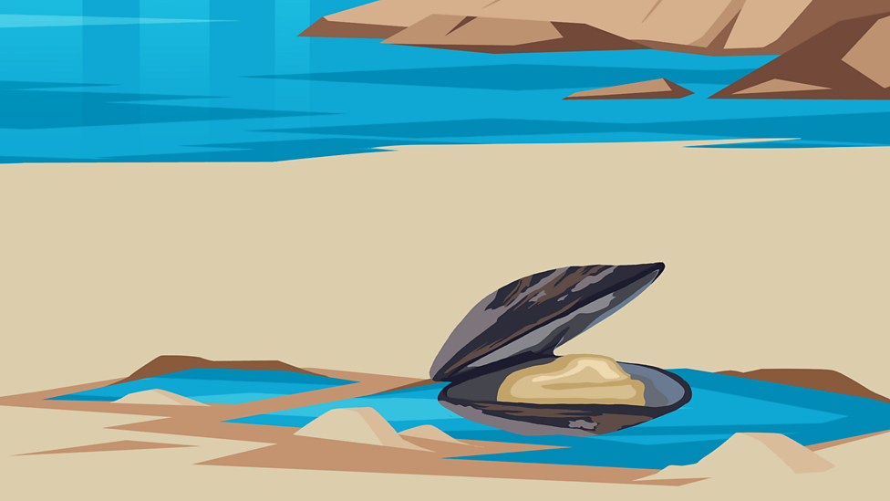 What is a coastal habitat? - KS1 Science curriculum - BBC Bitesize