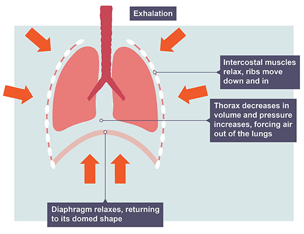 How does the respiratory system function in GCSE Biology? - BBC Bitesize