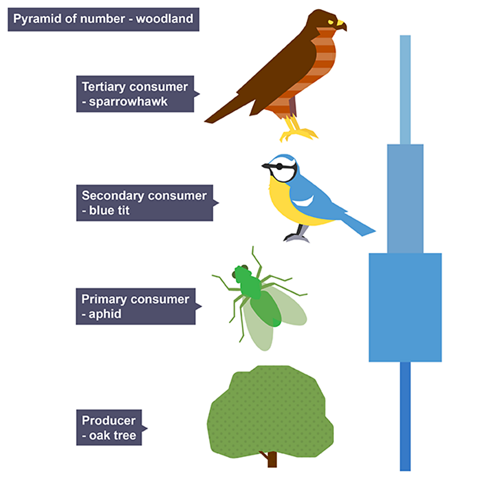 What is energy flow in GCSE Biology? - BBC Bitesize