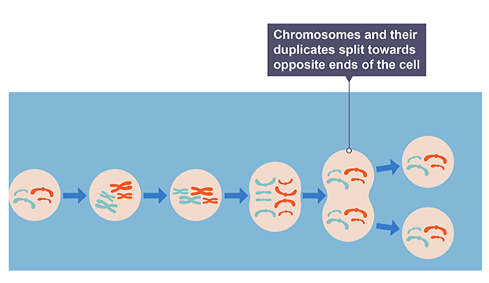What are the different types of cell division in GCSE Biology? - BBC ...