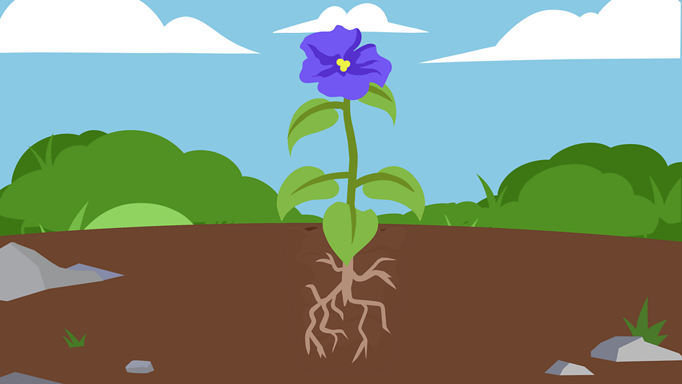Why are plants important? – KS2 Science curriculum - BBC Bitesize