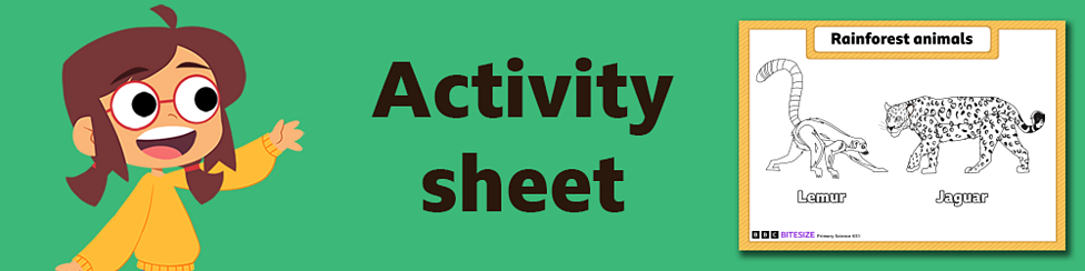 What is a rainforest habitat? - KS1 Science curriculum - BBC Bitesize