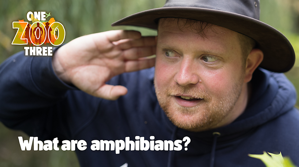 Animals including humans - KS1 Science - BBC Bitesize