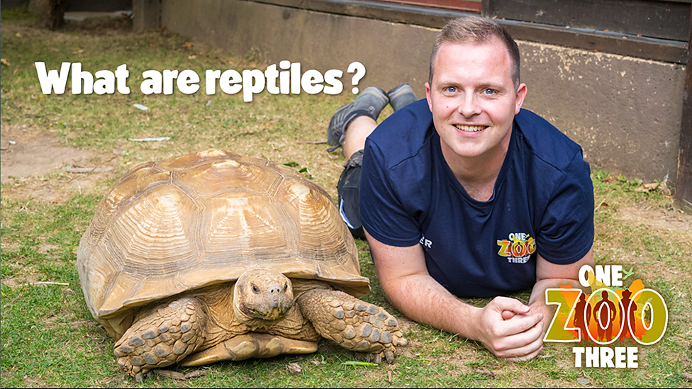 Animals including humans - KS1 Science - BBC Bitesize