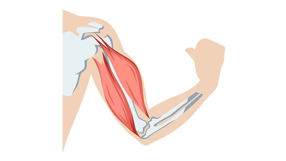 How do your muscles work? – KS2 Science curriculum - BBC Bitesize