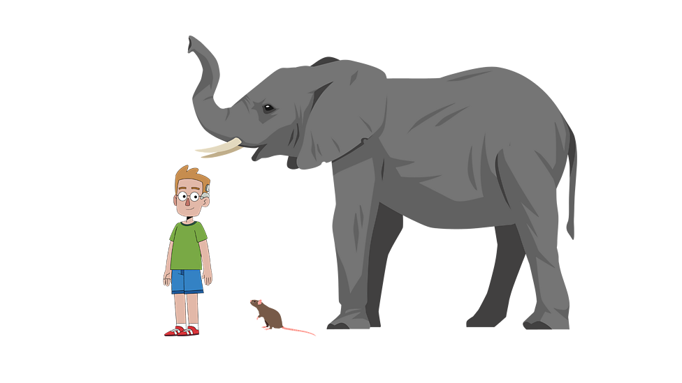 What is a vertebrate? – KS2 Science curriculum - BBC Bitesize