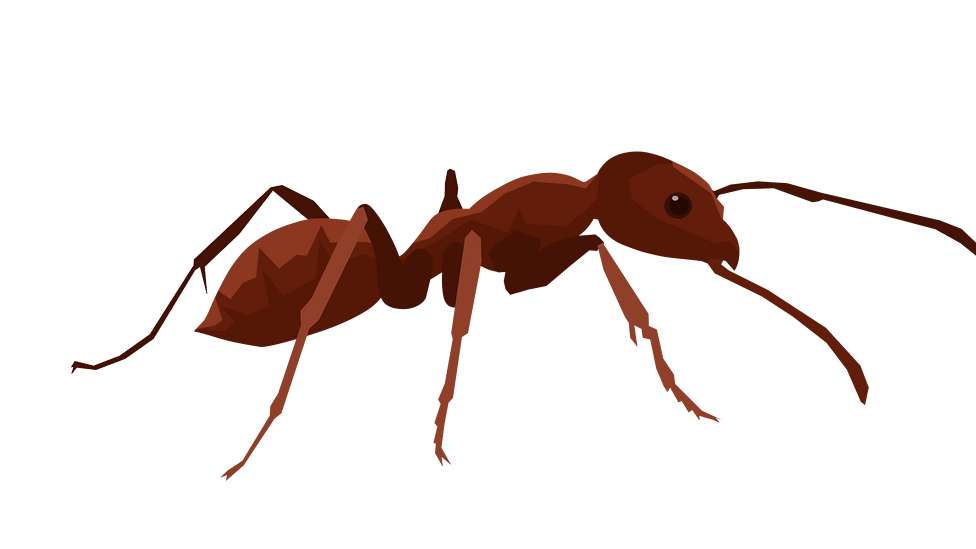 What is an invertebrate? – KS2 Science curriculum - BBC Bitesize