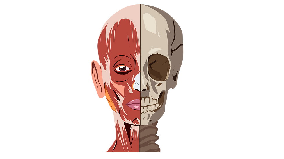 What does your skeleton do? – KS2 Science curriculum - BBC Bitesize