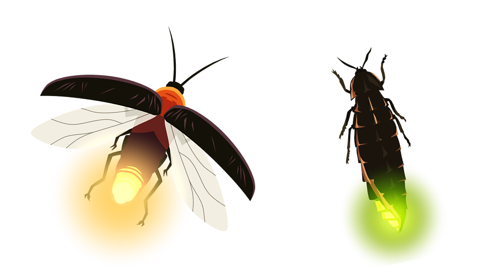 What is light? – KS2 Science curriculum - BBC Bitesize