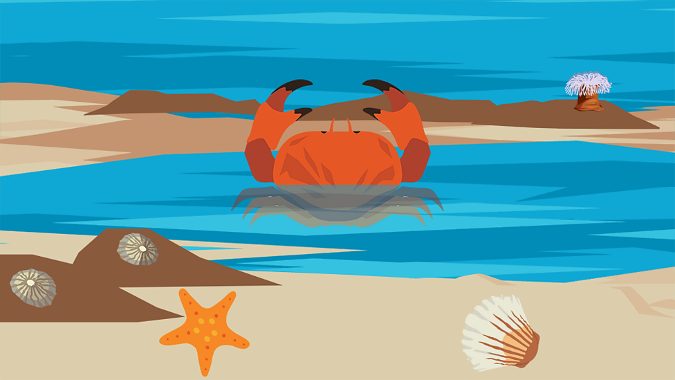 Oceans - KS1 - BBC Bitesize