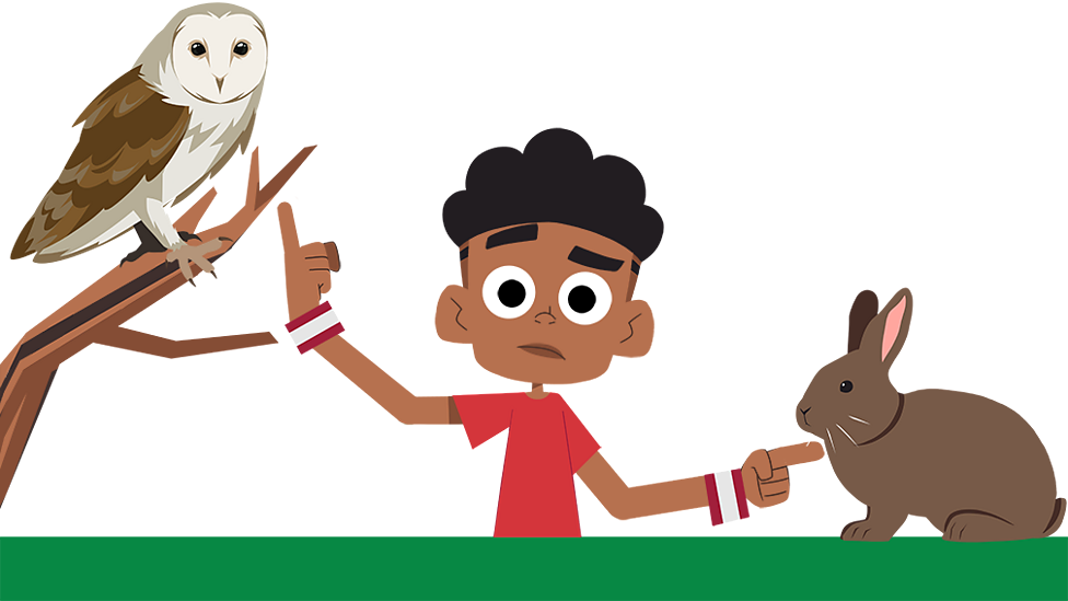 What is a food chain? – KS1 Science curriculum - BBC Bitesize