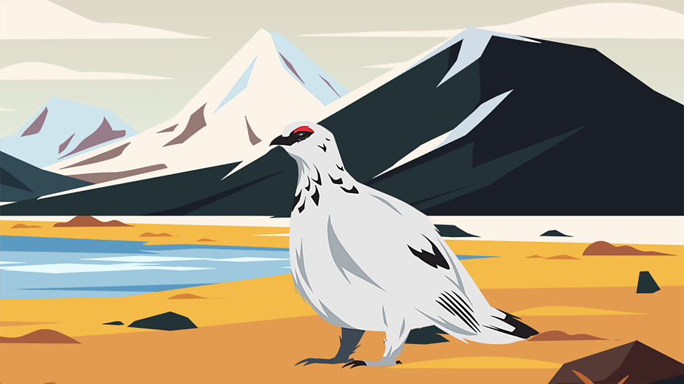 What is a polar habitat? - KS1 Science curriculum - BBC Bitesize
