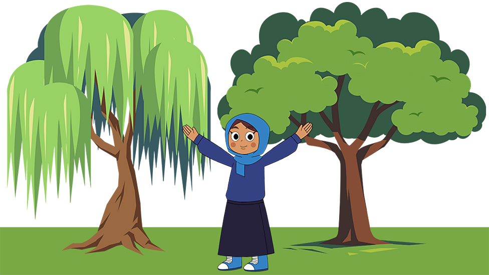 The structure of flowering plants - KS2 Science curriculum - BBC Bitesize