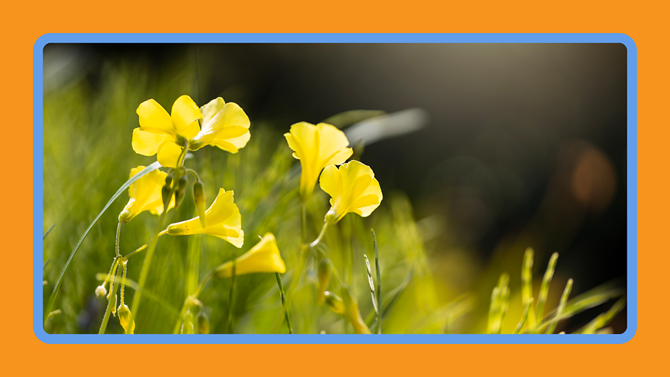 Pollination and seed spreading – KS2 Science curriculum - BBC Bitesize