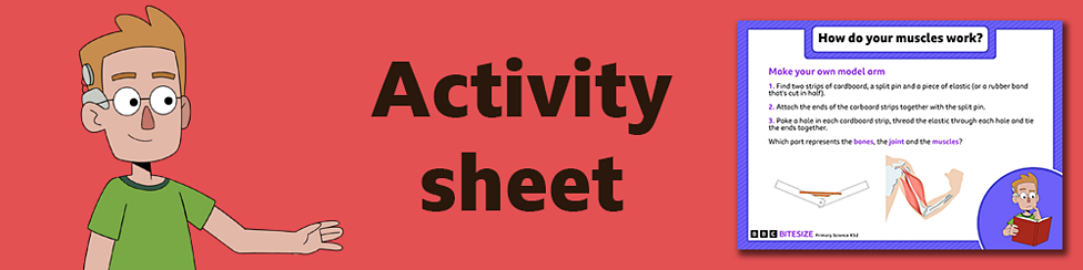 How do your muscles work? – KS2 Science curriculum - BBC Bitesize