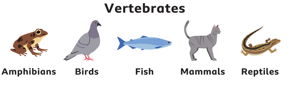 What is a vertebrate? – KS2 Science curriculum - BBC Bitesize