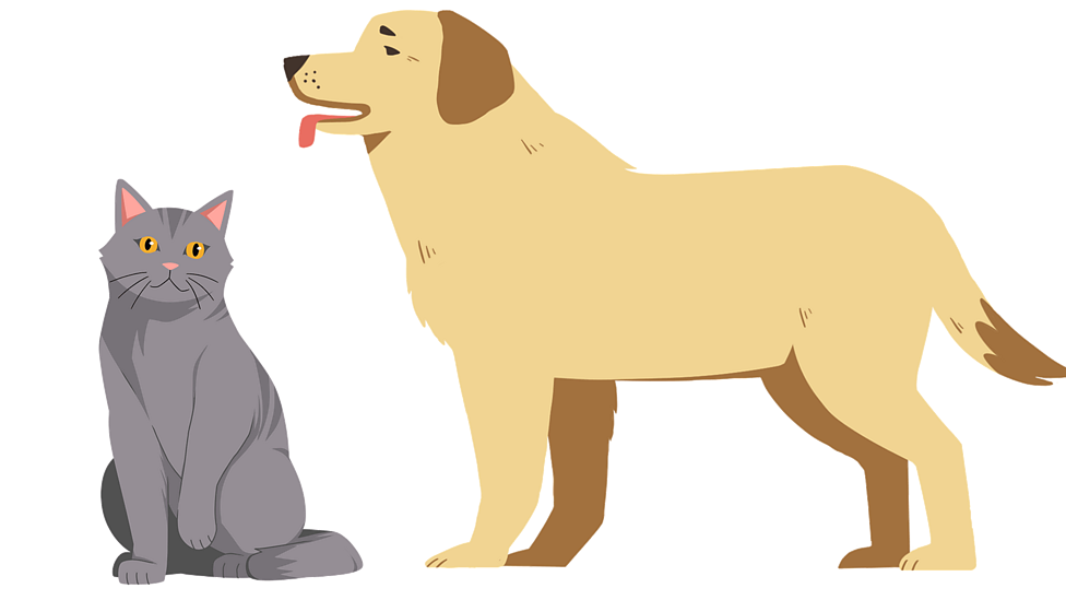 What are classification keys? – KS2 Science curriculum - BBC Bitesize