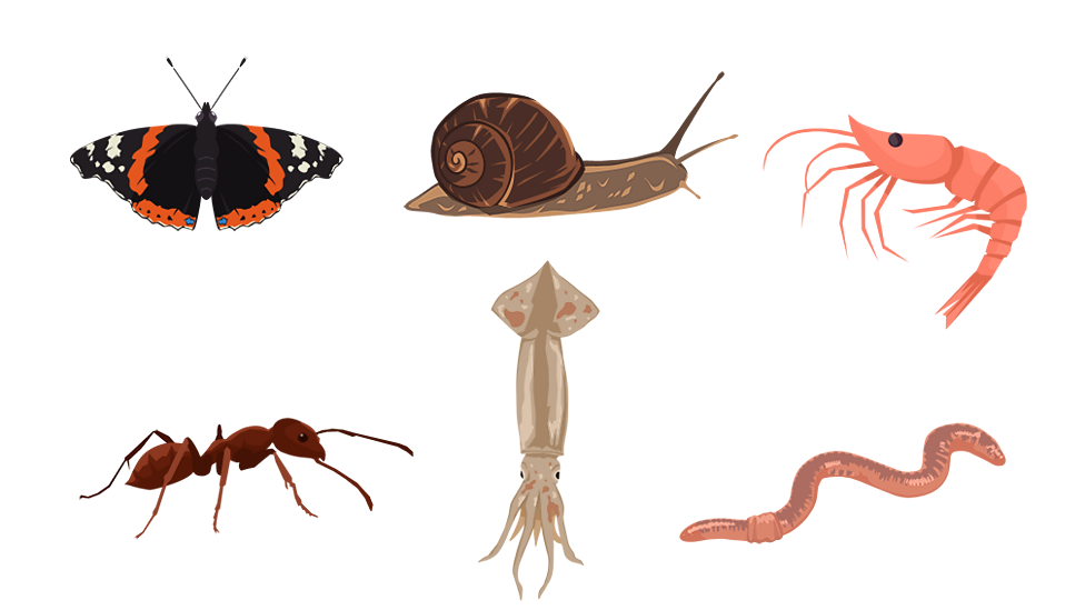 What is an invertebrate? – KS2 Science curriculum - BBC Bitesize