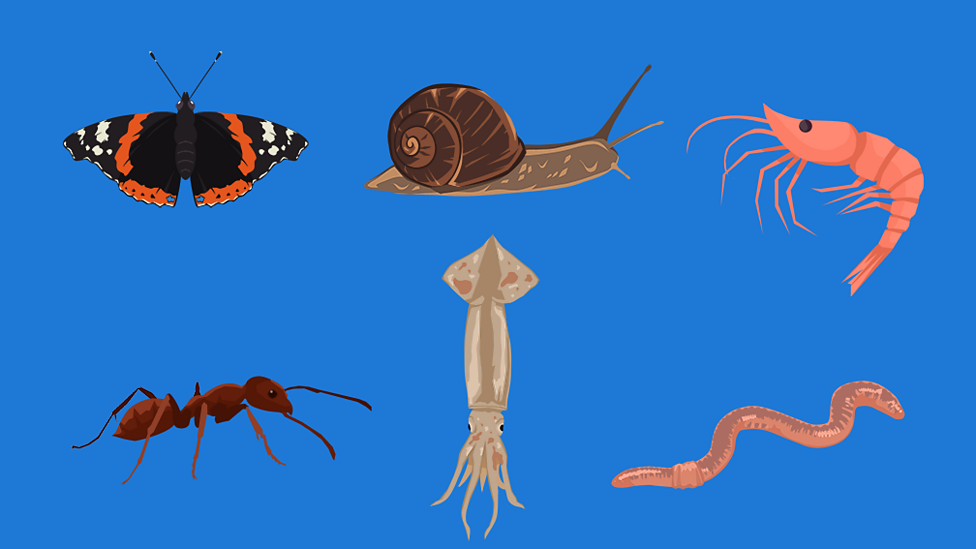 Animals including humans - Year 3 Science - BBC Bitesize