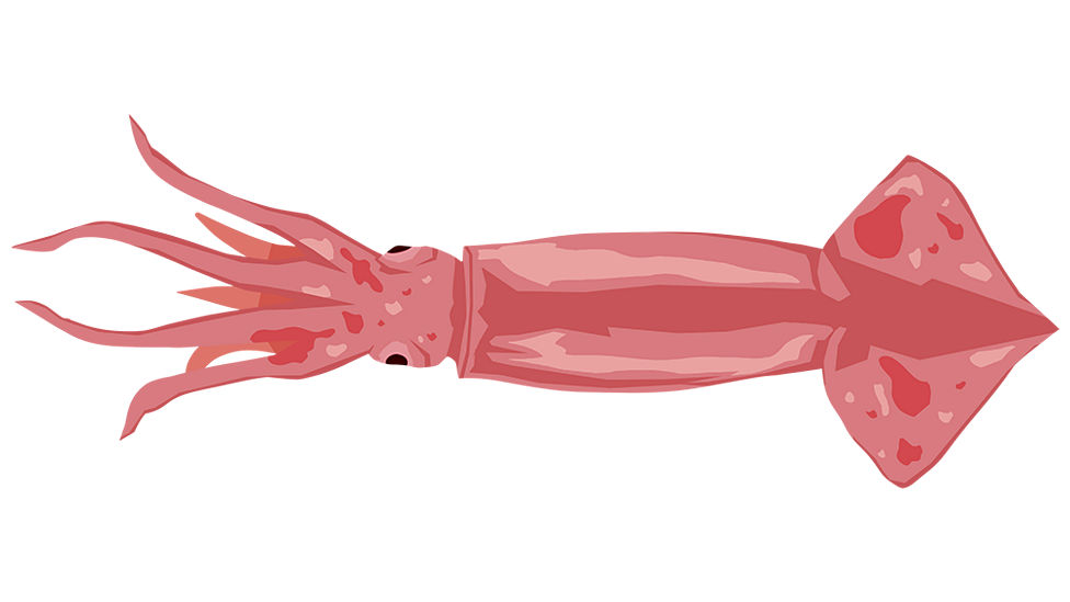 What is an invertebrate? – KS2 Science curriculum - BBC Bitesize