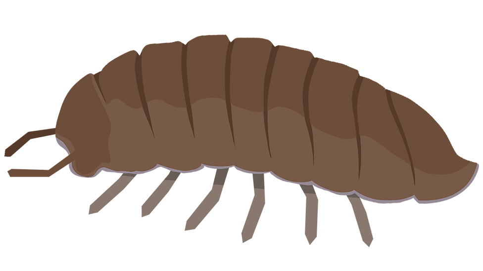 What is an invertebrate? – KS2 Science curriculum - BBC Bitesize