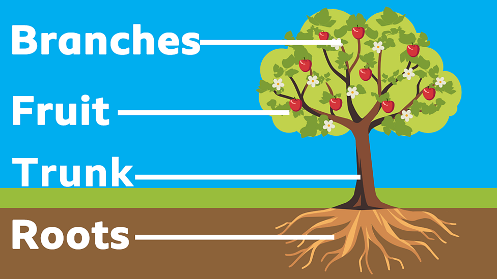 The parts of a plant – KS1 Science curriculum - BBC Bitesize
