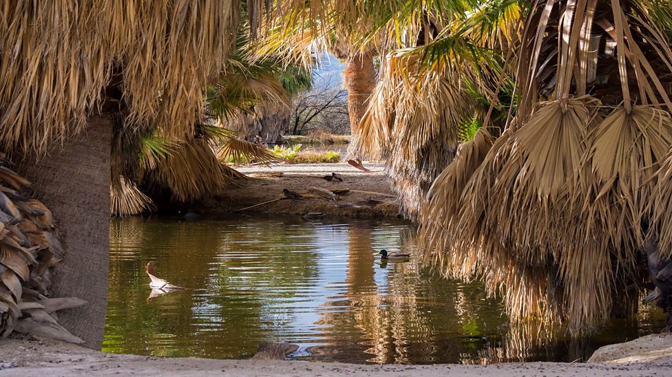 What is an oasis? Five outstanding examples of oases from around the ...
