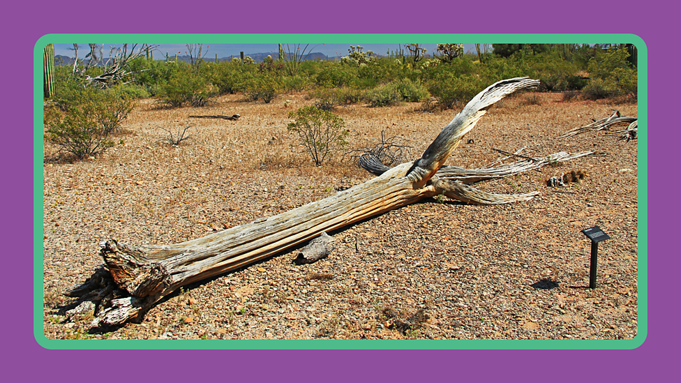 How do ecosystems work? – KS2 Science curriculum - BBC Bitesize