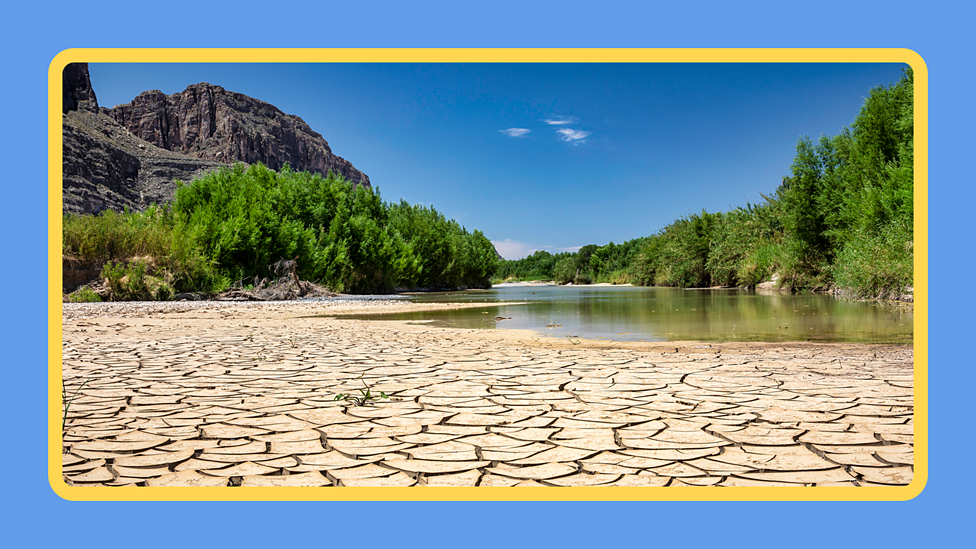 How do ecosystems work? – KS2 Science curriculum - BBC Bitesize