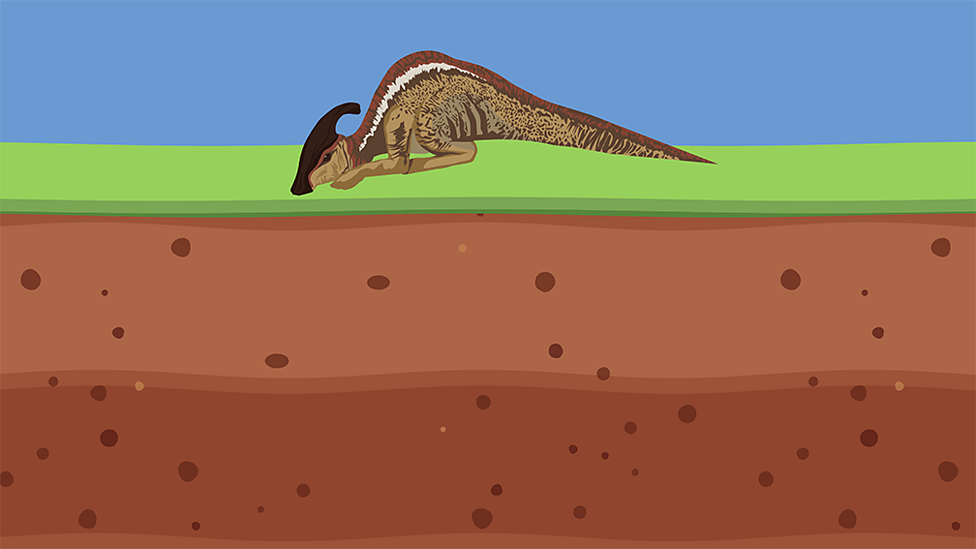 What can fossils tell us? – KS2 Science curriculum - BBC Bitesize