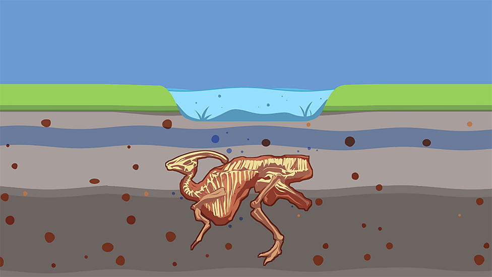 What can fossils tell us? – KS2 Science curriculum - BBC Bitesize