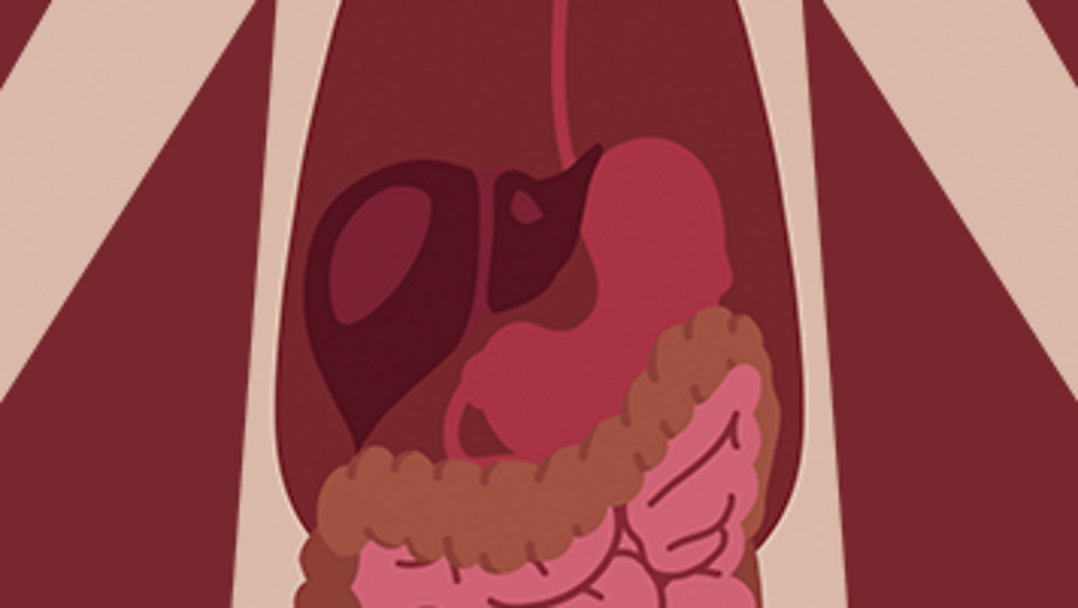 What is the digestive system? – KS2 Science curriculum - BBC Bitesize