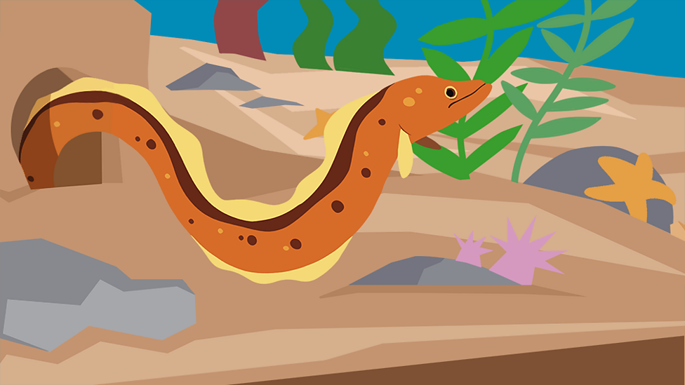 What is an ocean habitat? - KS1 Science curriculum - BBC Bitesize