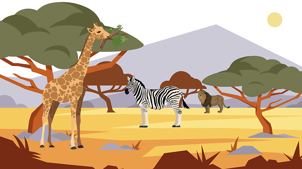 What is a food chain? – KS2 Science curriculum - BBC Bitesize