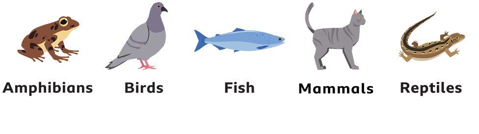 How to classify animals and plants – KS2 Science curriculum - BBC Bitesize